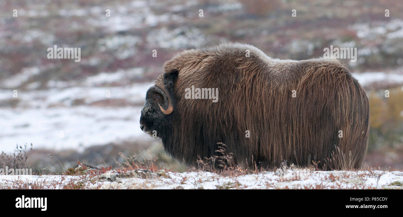 Muskusos op toendra; Muskox in tundra Stock Photo - Alamy