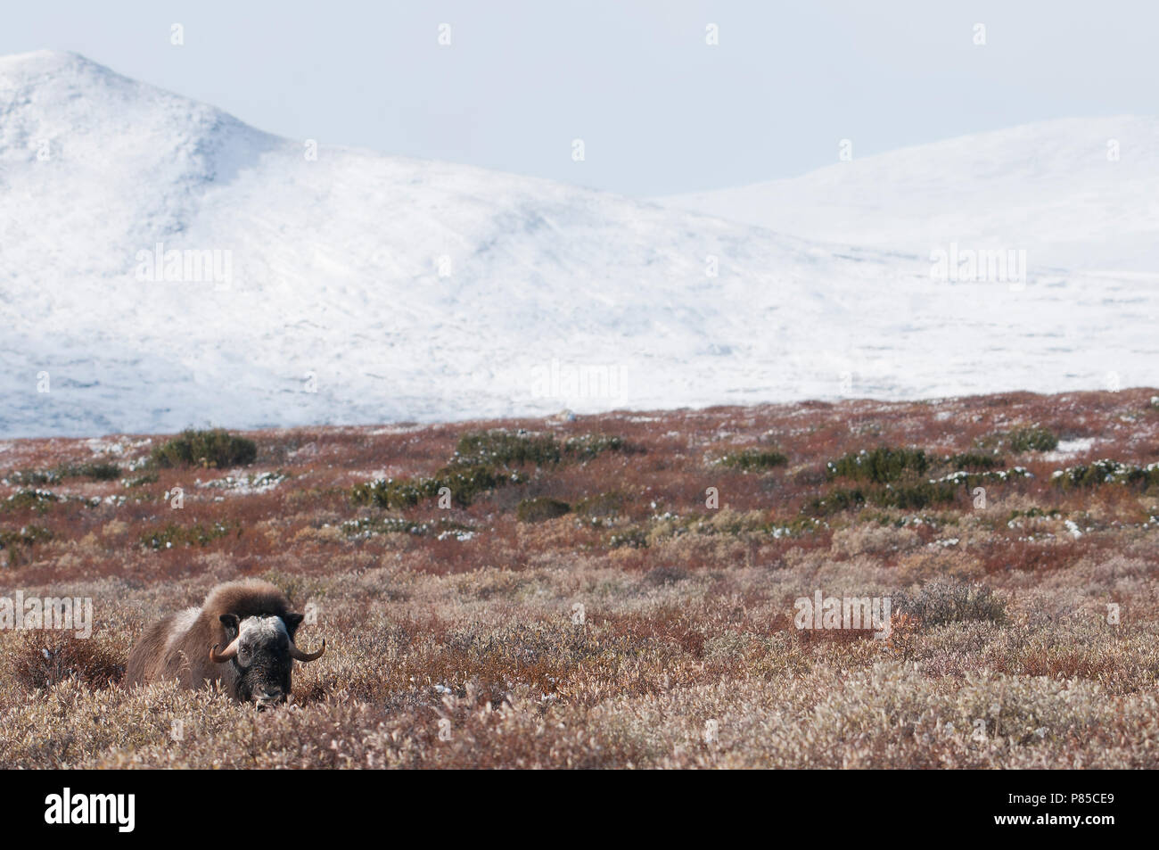 Muskusos High Resolution Stock Photography and Images - Alamy