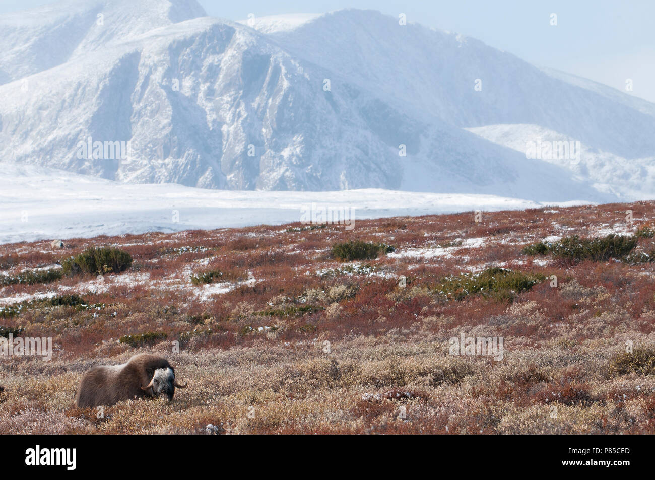 Muskusos hi-res stock photography and images - Alamy