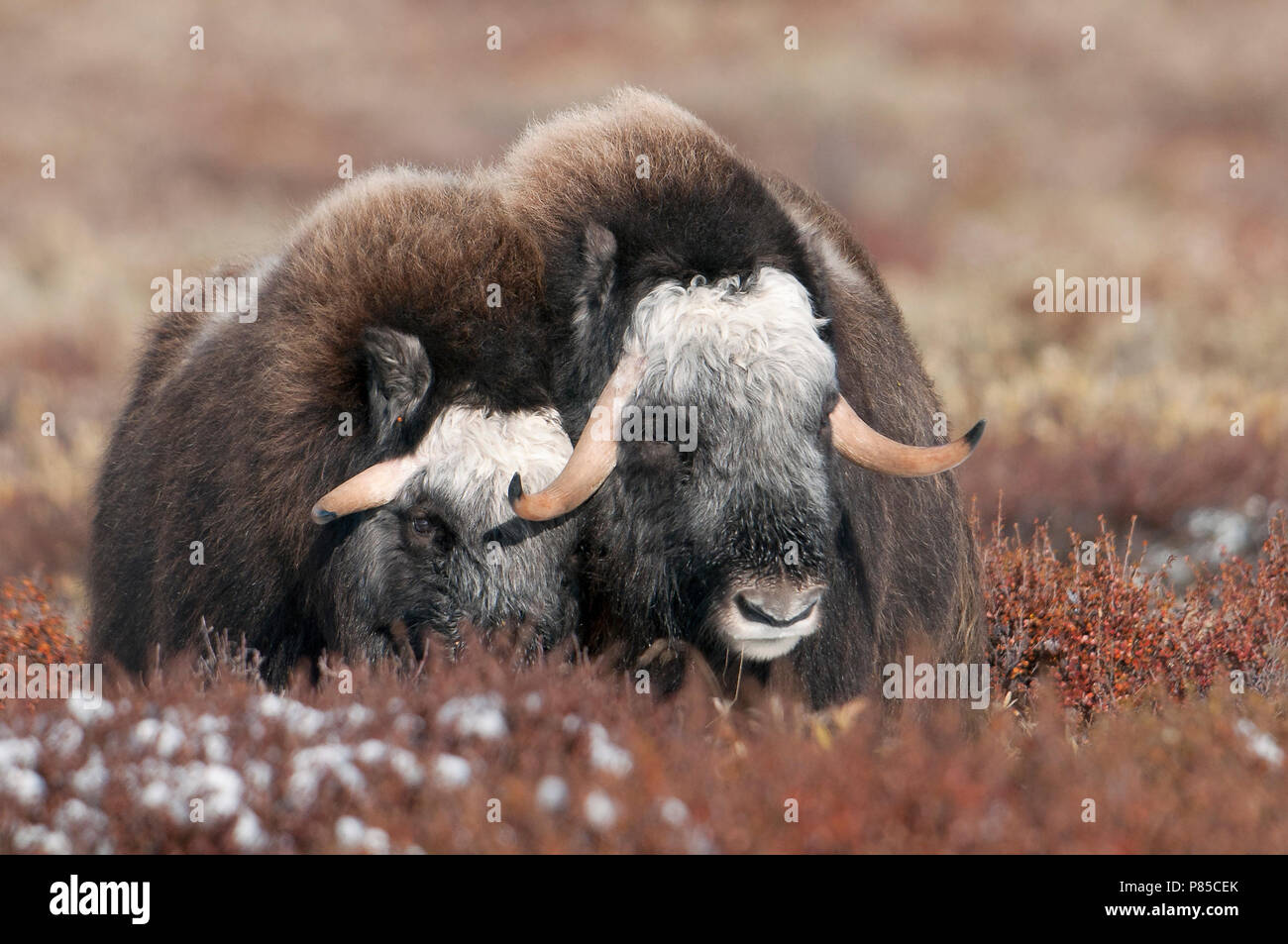 Muskusos High Resolution Stock Photography and Images - Alamy