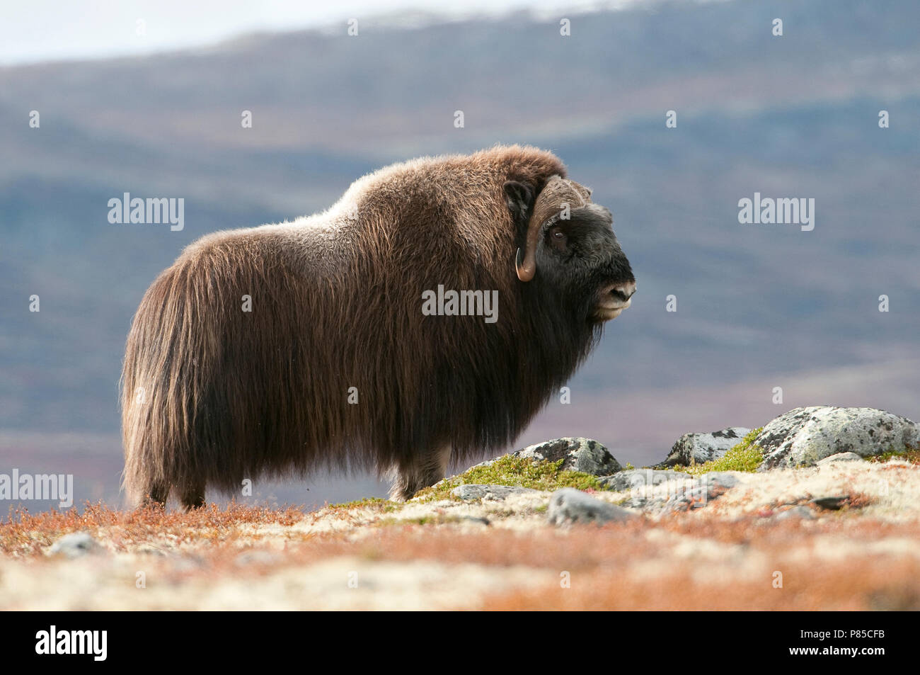 Muskusos op toendra; Muskox in tundra Stock Photo - Alamy