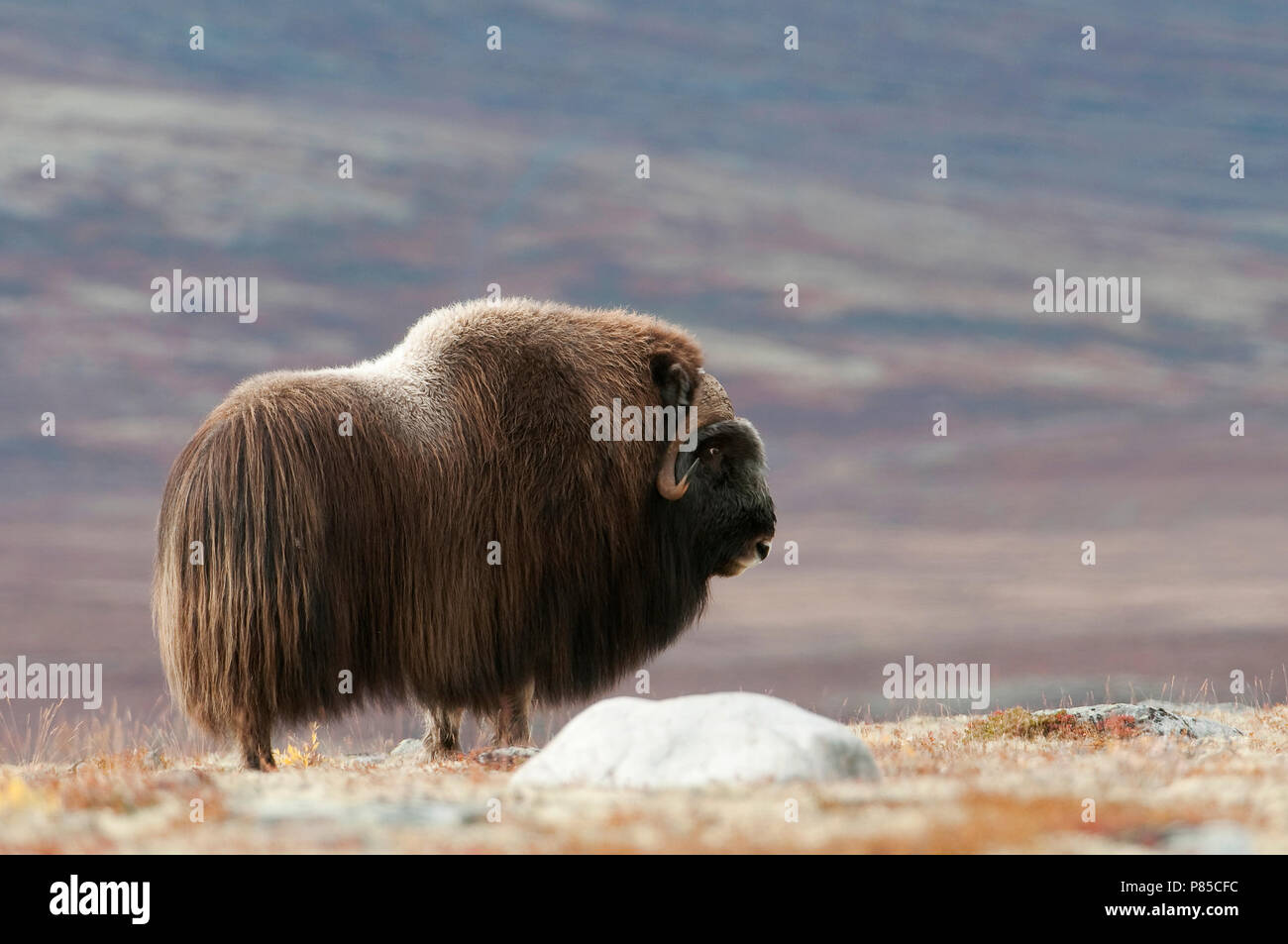 Muskusos hi-res stock photography and images - Alamy