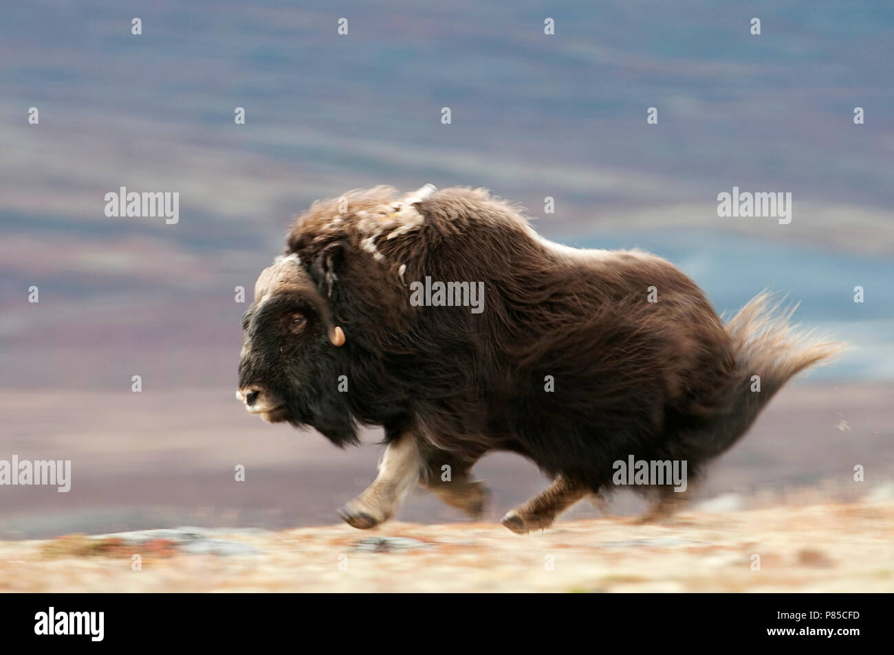 Muskusos High Resolution Stock Photography and Images - Alamy