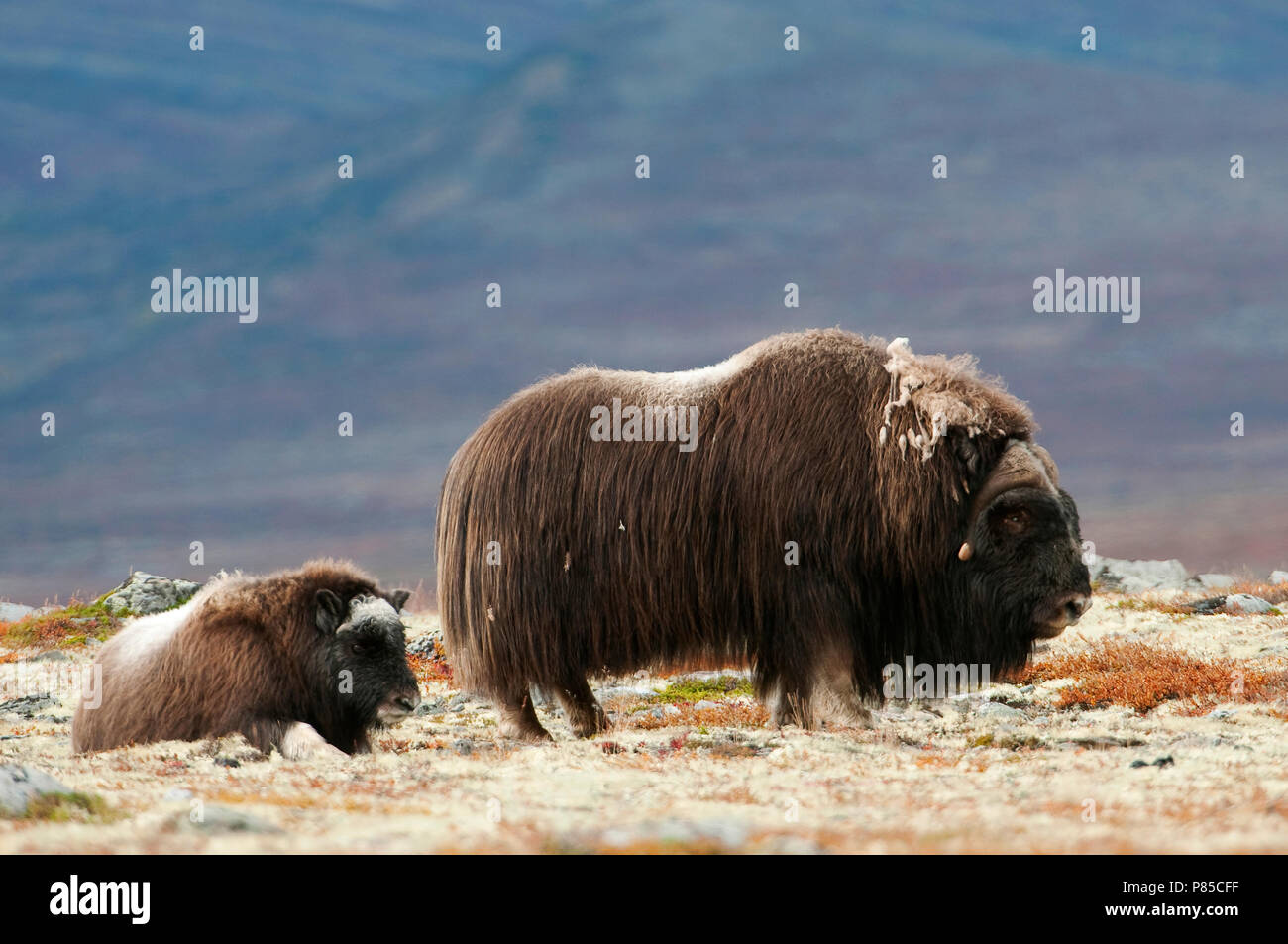 Muskusos High Resolution Stock Photography and Images - Alamy