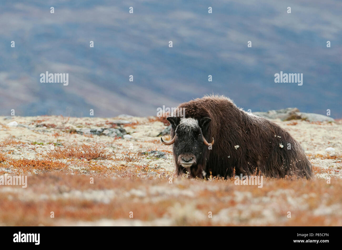 Muskusos High Resolution Stock Photography and Images - Alamy