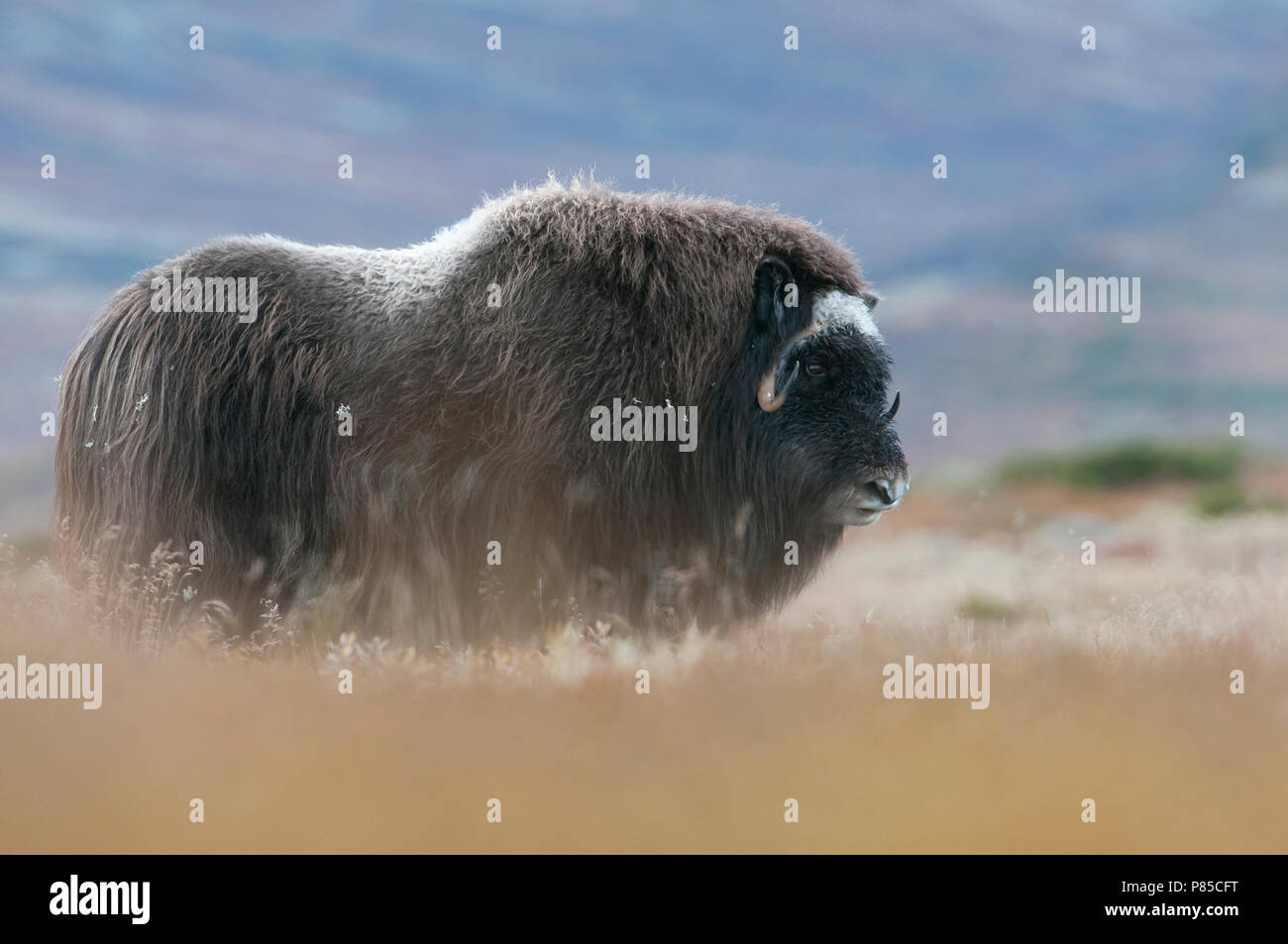 Muskusos hi-res stock photography and images - Alamy