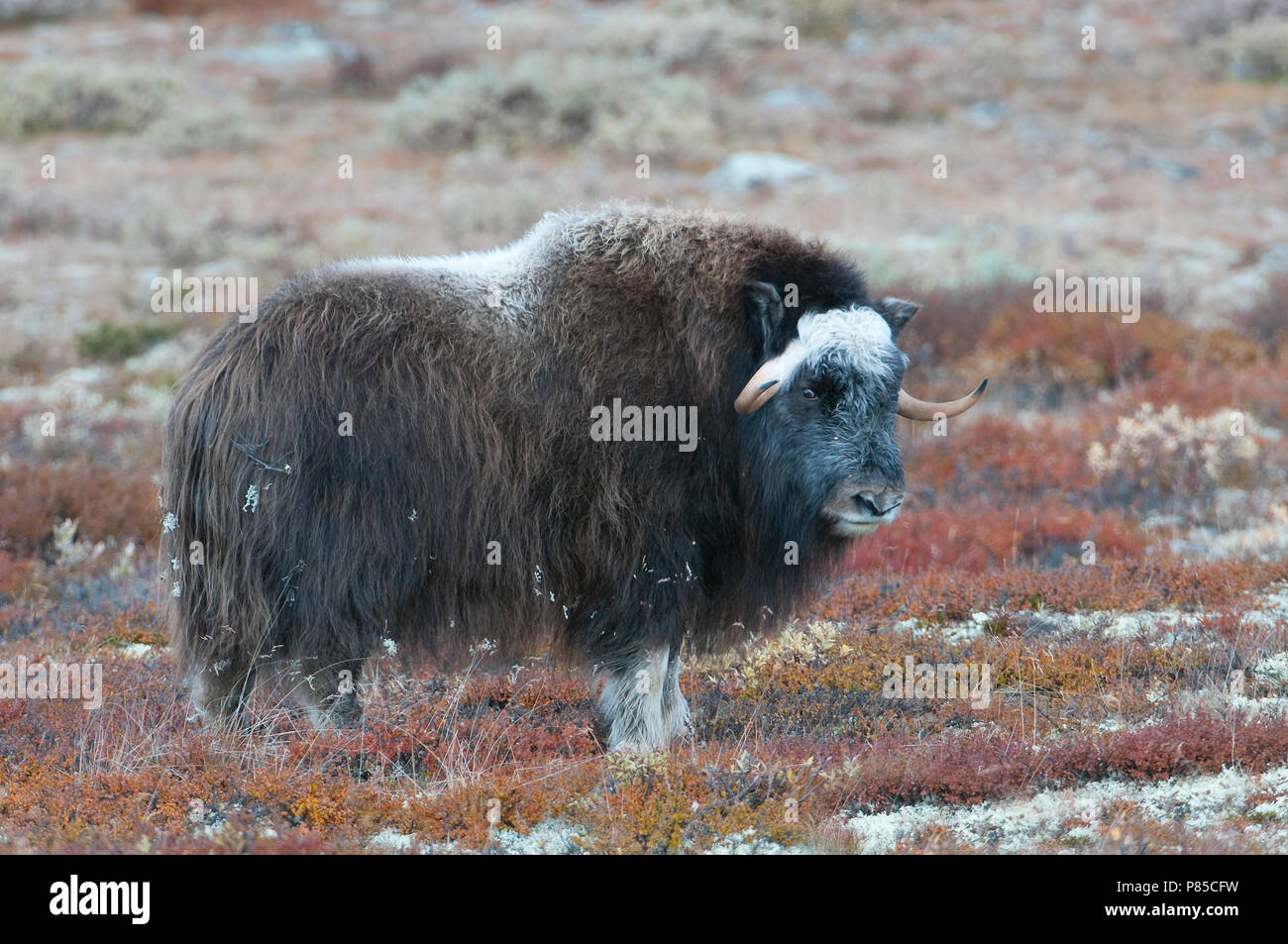 Muskusos op toendra; Muskox in tundra Stock Photo - Alamy