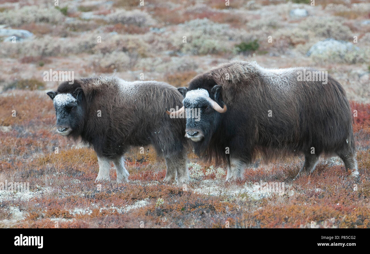 Muskusos hi-res stock photography and images - Alamy