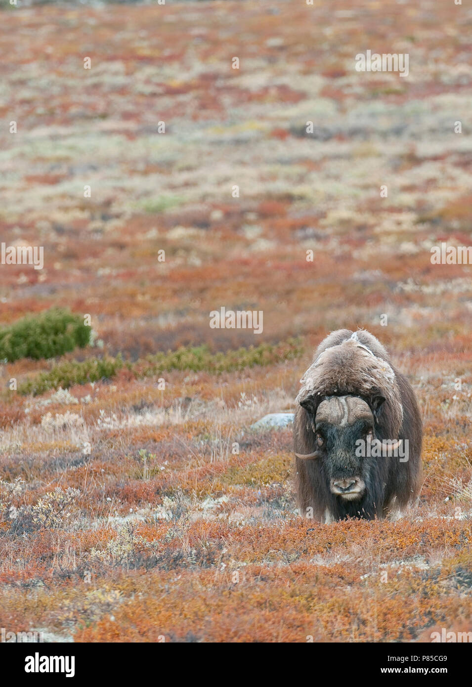 Muskusos op toendra; Muskox in tundra Stock Photo - Alamy