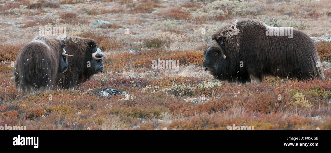 Muskusos High Resolution Stock Photography and Images - Alamy