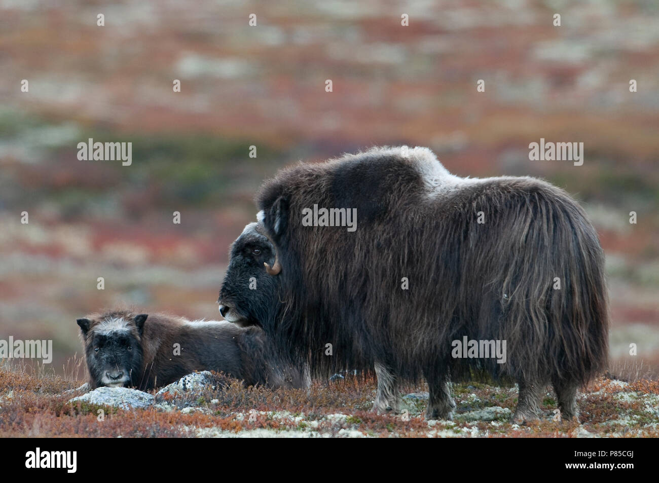 Muskusos hi-res stock photography and images - Alamy