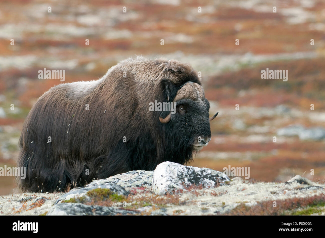 Muskusos hi-res stock photography and images - Alamy