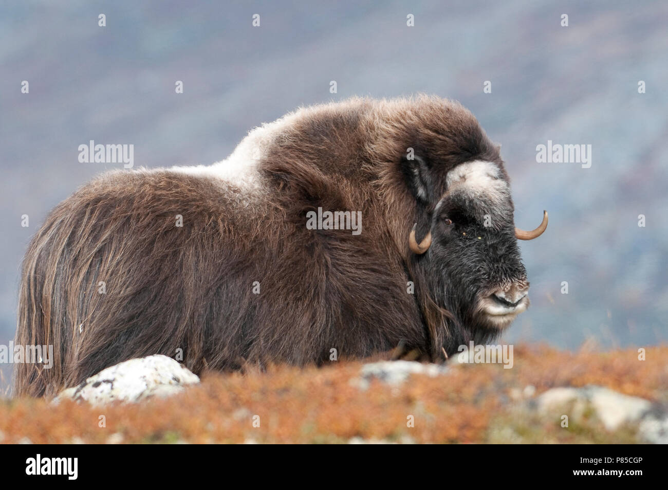 Muskusos hi-res stock photography and images - Alamy