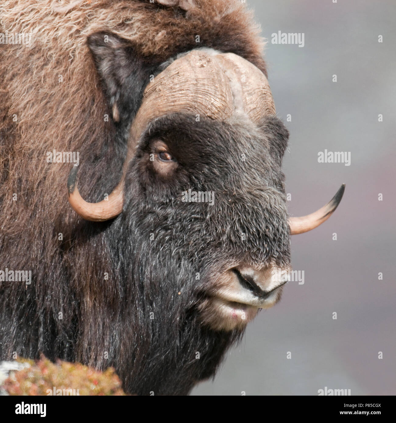 Muskusos op toendra; Muskox in tundra Stock Photo - Alamy
