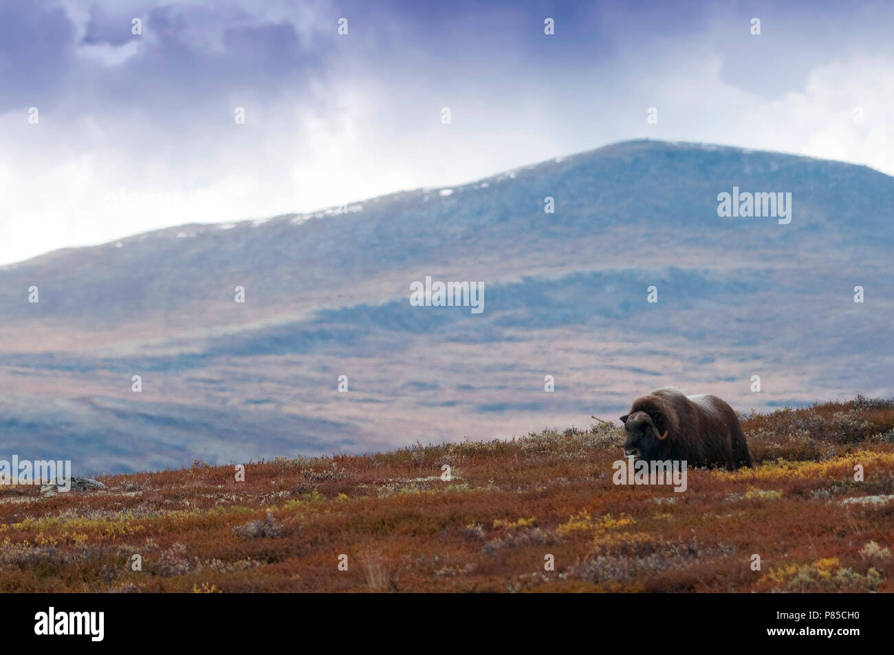 Muskusos High Resolution Stock Photography and Images - Alamy