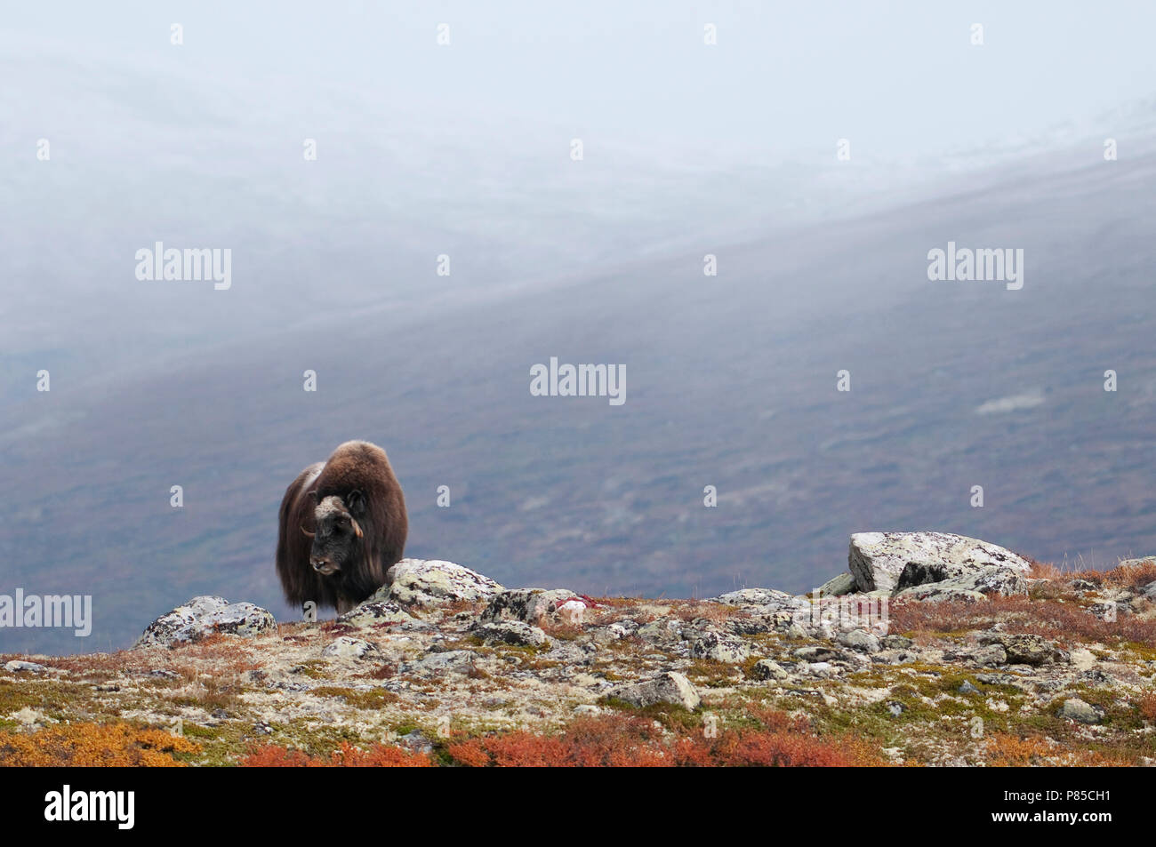 Muskusos hi-res stock photography and images - Alamy