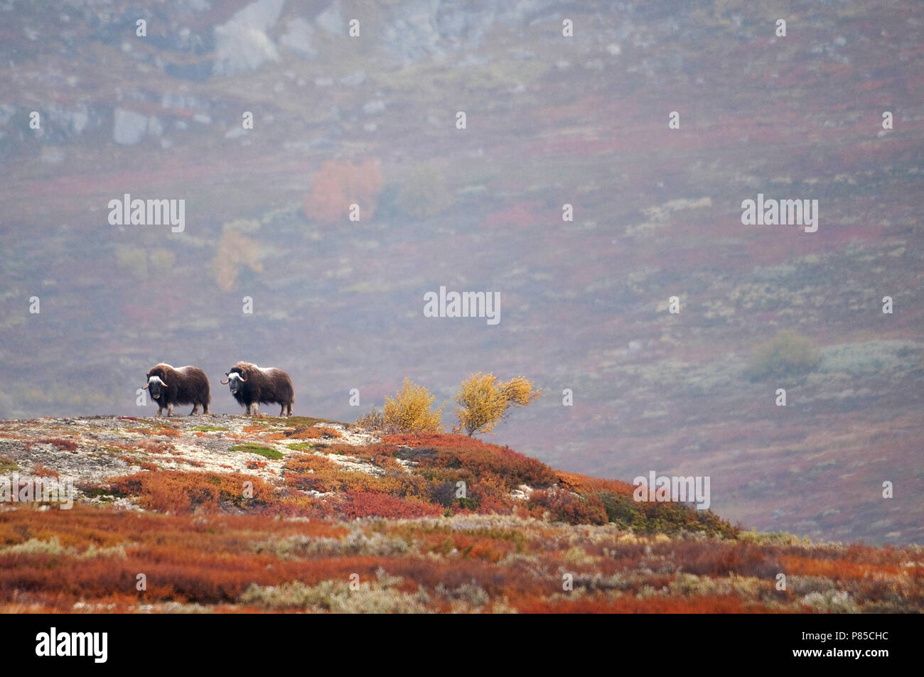 Muskusos High Resolution Stock Photography and Images - Alamy