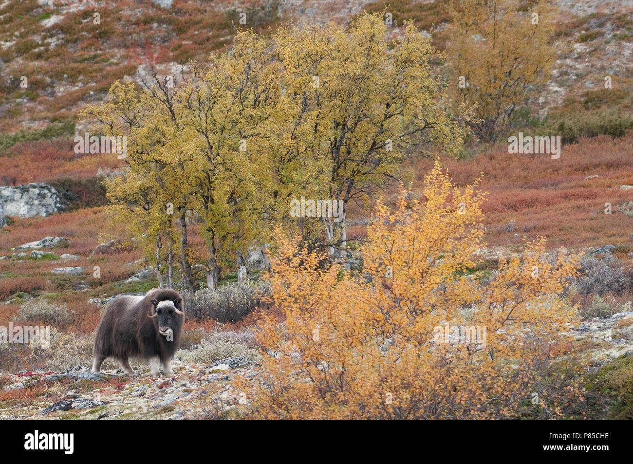Muskusos hi-res stock photography and images - Alamy