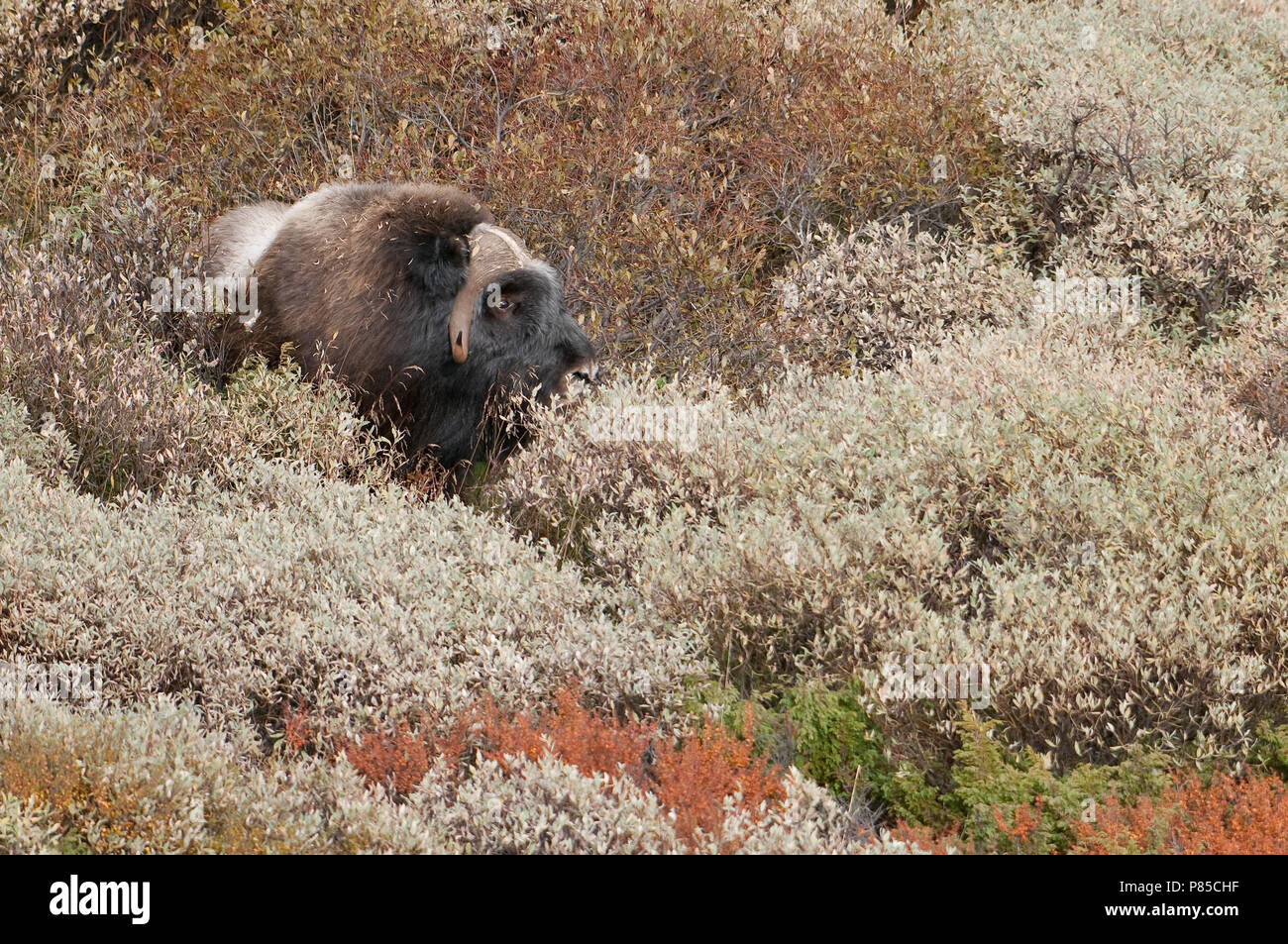 Muskusos High Resolution Stock Photography and Images - Alamy