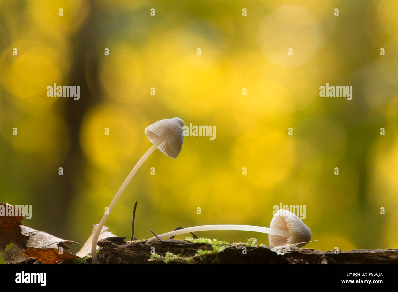 Mycena species hi-res stock photography and images - Alamy