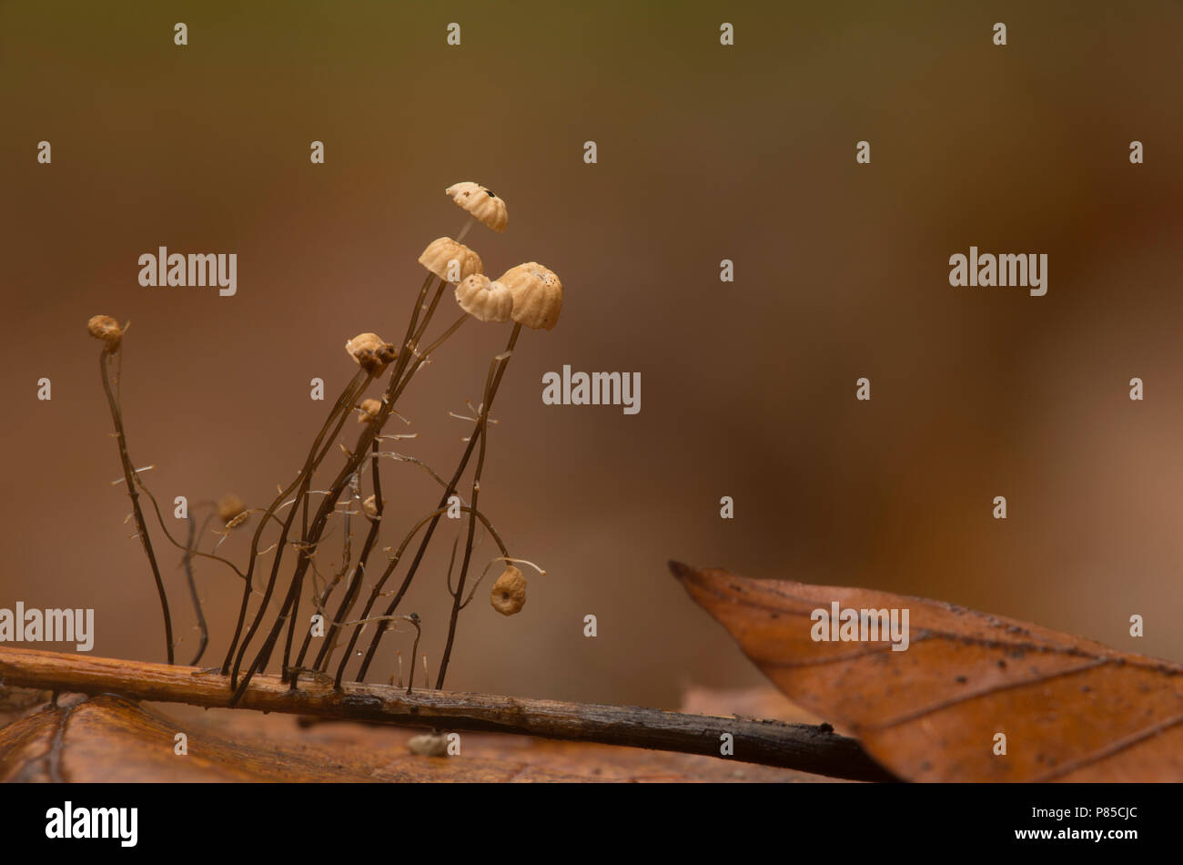 Mycena species hi-res stock photography and images - Alamy