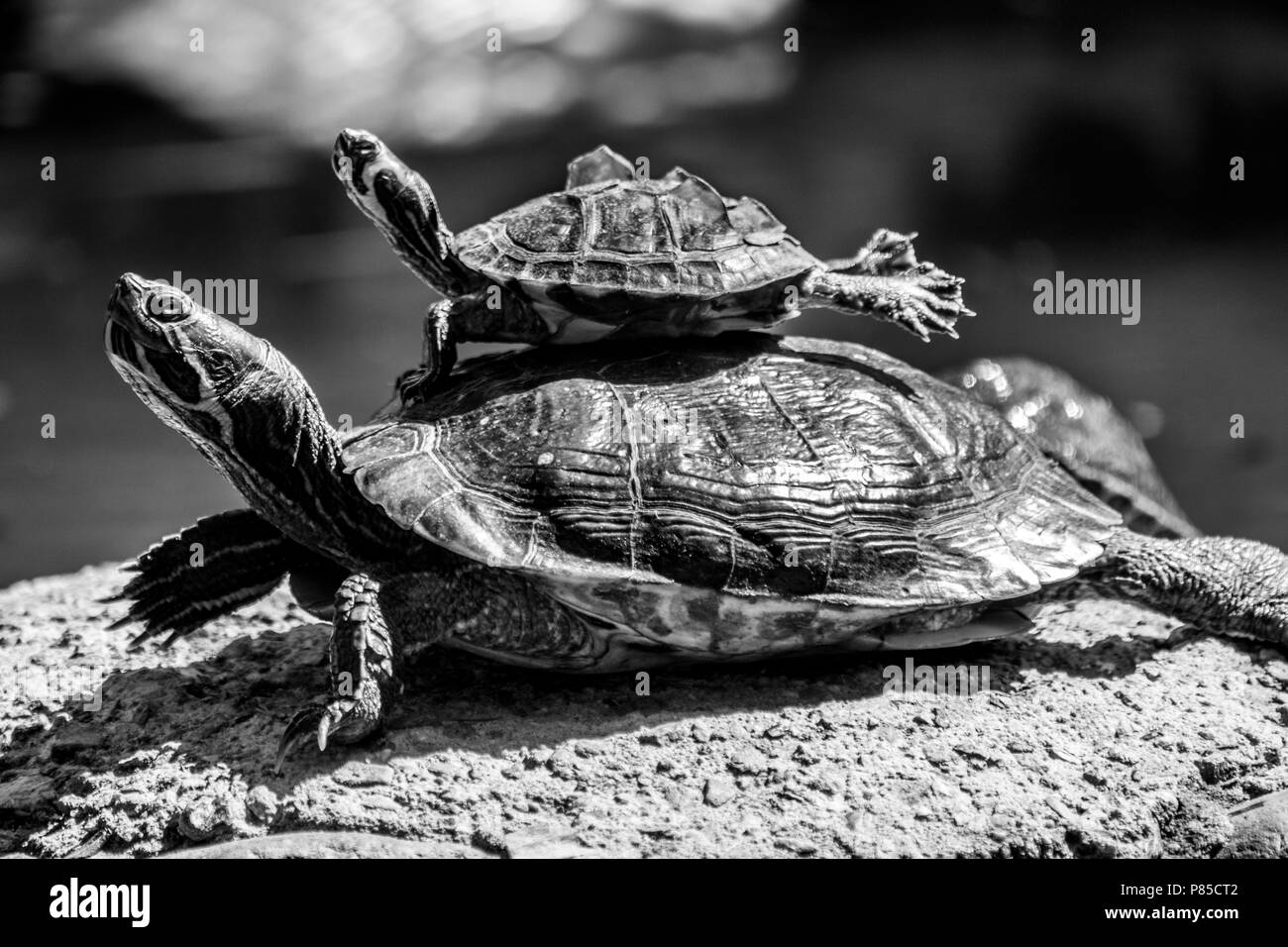 Reptile Black and White Stock Photos & Images - Alamy