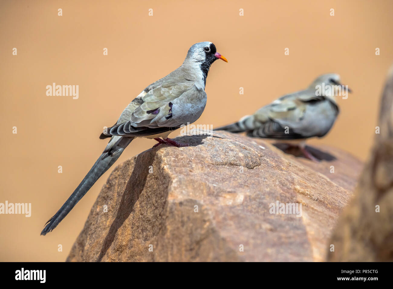 Breeding couple hi-res stock photography and images - Alamy