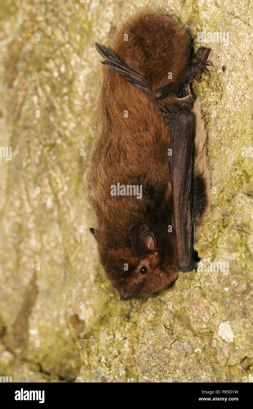 Nathusius hi-res stock photography and images - Alamy