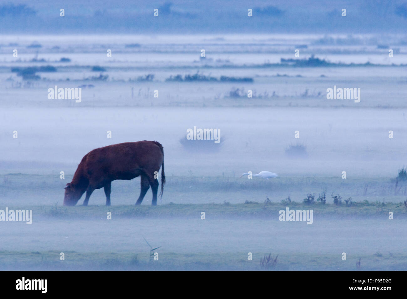 Grote grazers hi-res stock photography and images - Alamy