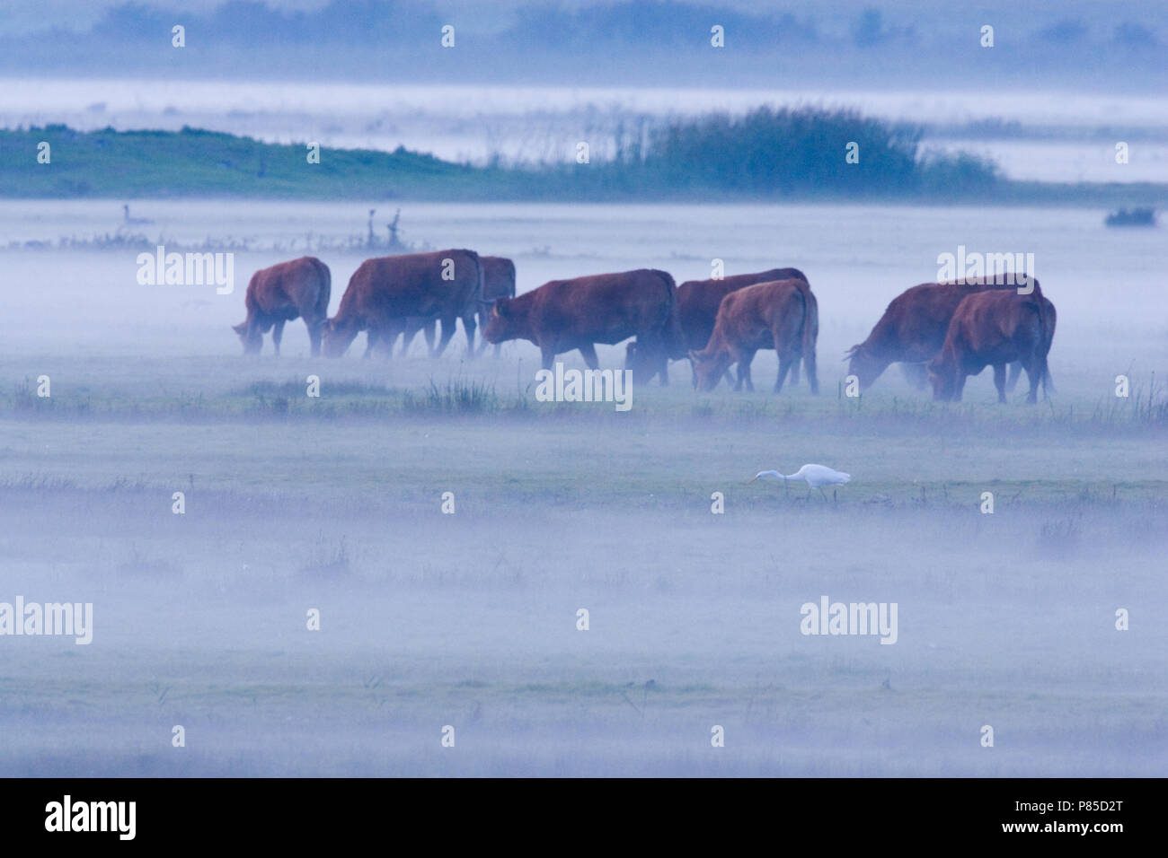 Grazers in de Oostvaardersplassen; Grazing at Oostvaardersplassen Stock ...