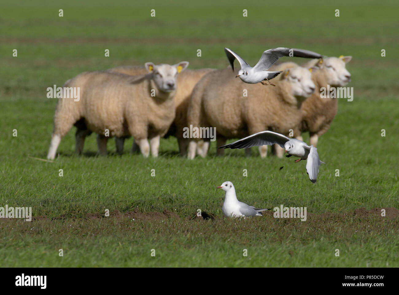 Black headed sheeps hi-res stock photography and images - Alamy