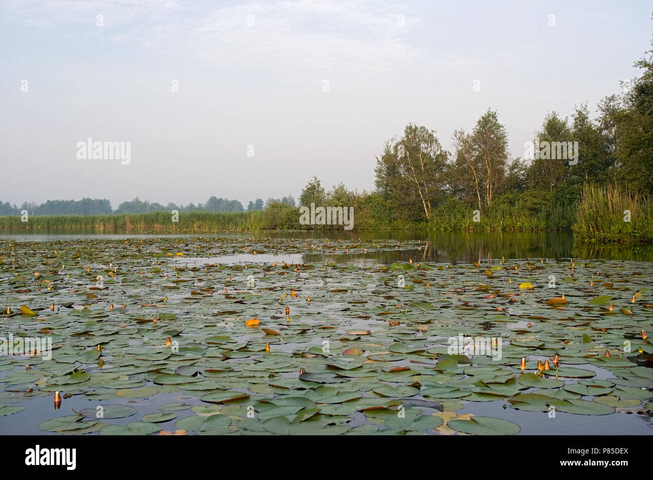 Nieuwkoop hi-res stock photography and images - Alamy
