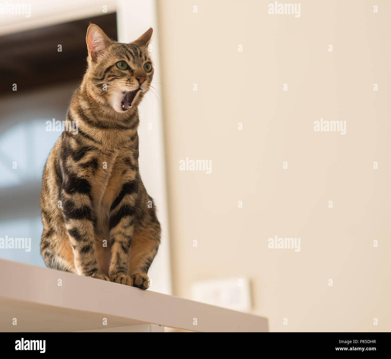 Beautiful feline cat at home. Domestic animal Stock Photo - Alamy