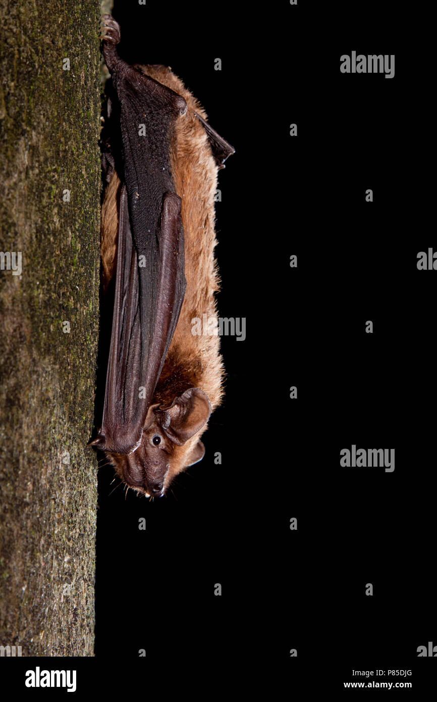 Noctule nyctalus noctula hi-res stock photography and images - Alamy