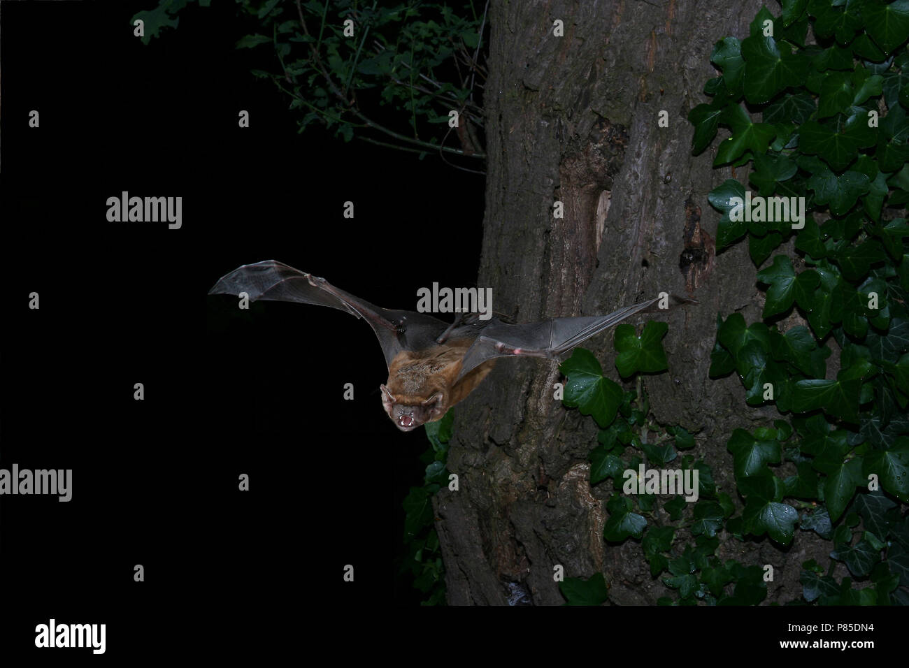 Noctule bat flying hi-res stock photography and images - Alamy