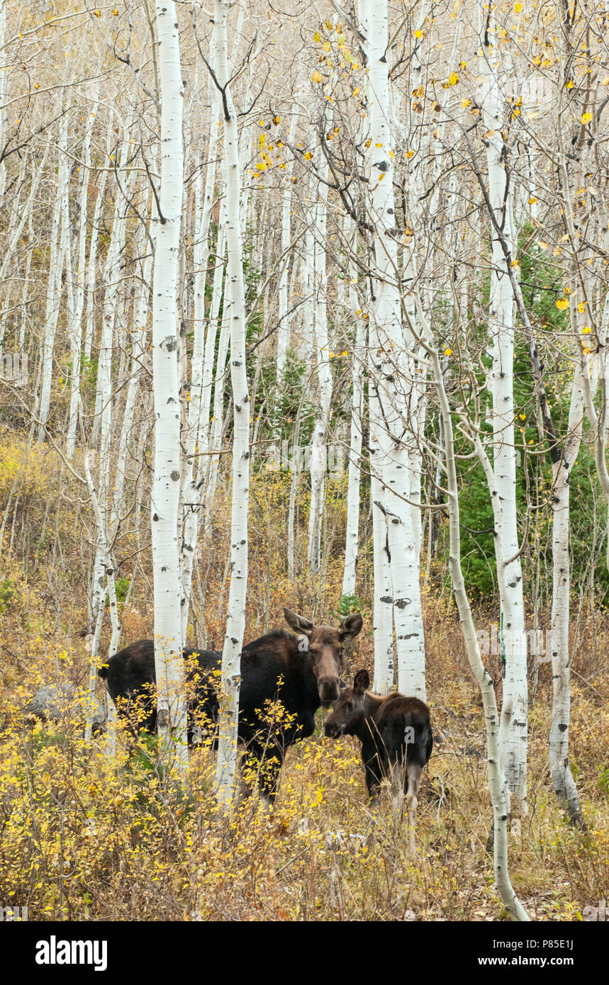 Baby moose in winter hi-res stock photography and images - Alamy
