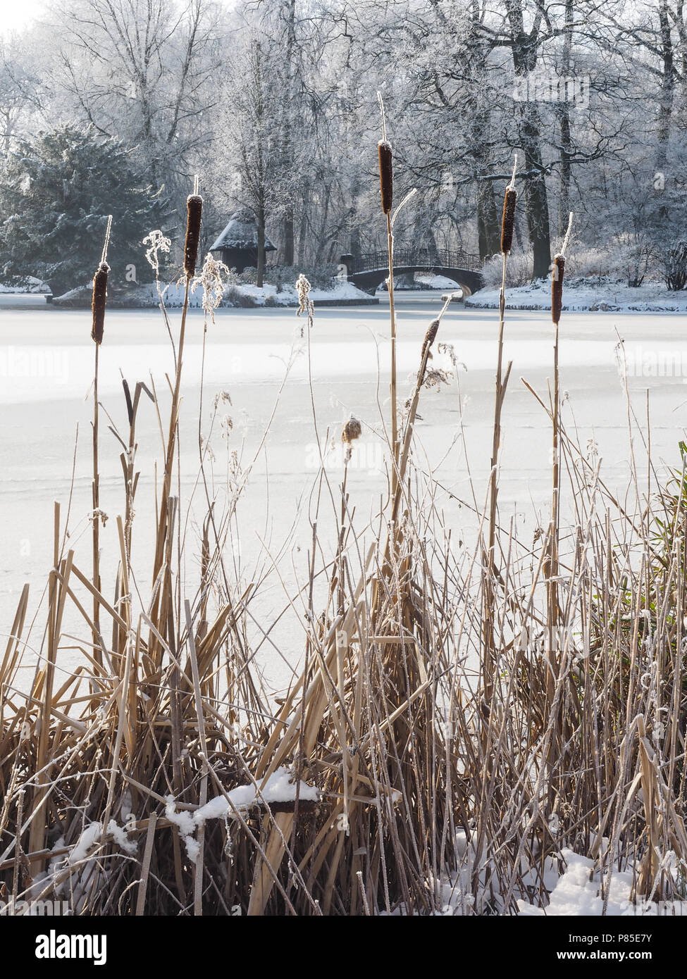 Landscape with reed mace in front of a frozen lake Stock Photo - Alamy