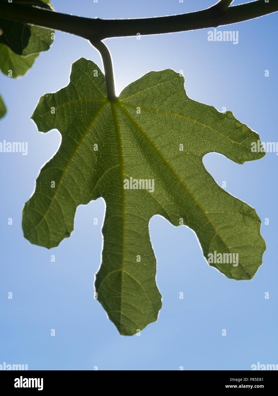 Closeup of the leaf of a fig at back light Stock Photo - Alamy
