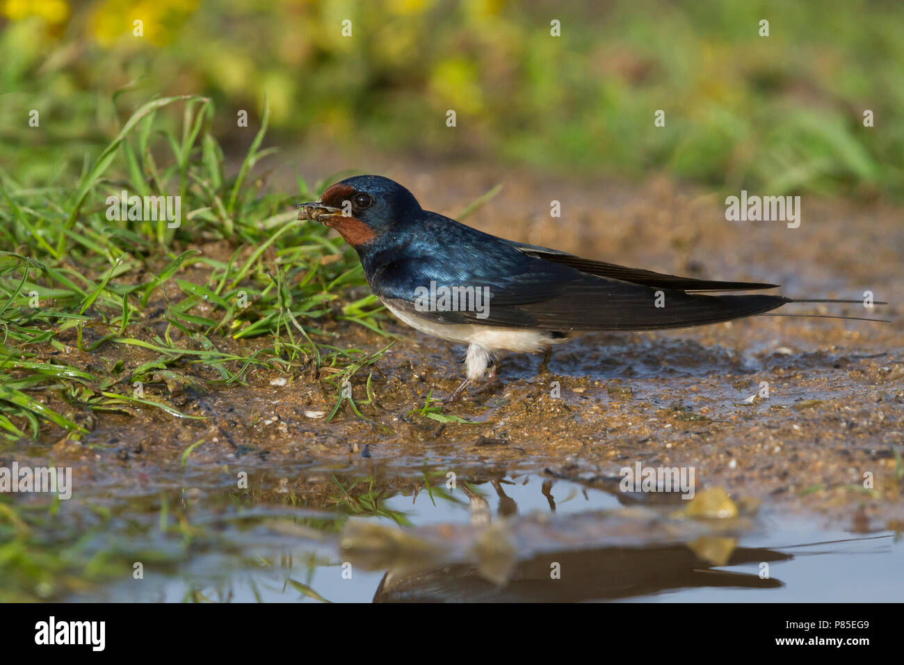 Barn Swallow - Rauchschwalbe - Hirundo rustica ssp. rustica, Morocco ...