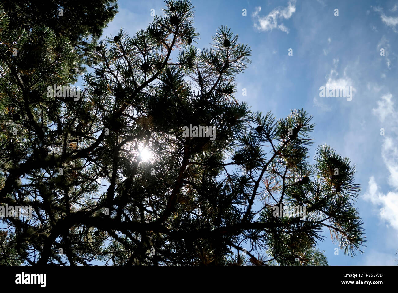 Sunshine through fronds of Scots Pine tree Stock Photo - Alamy