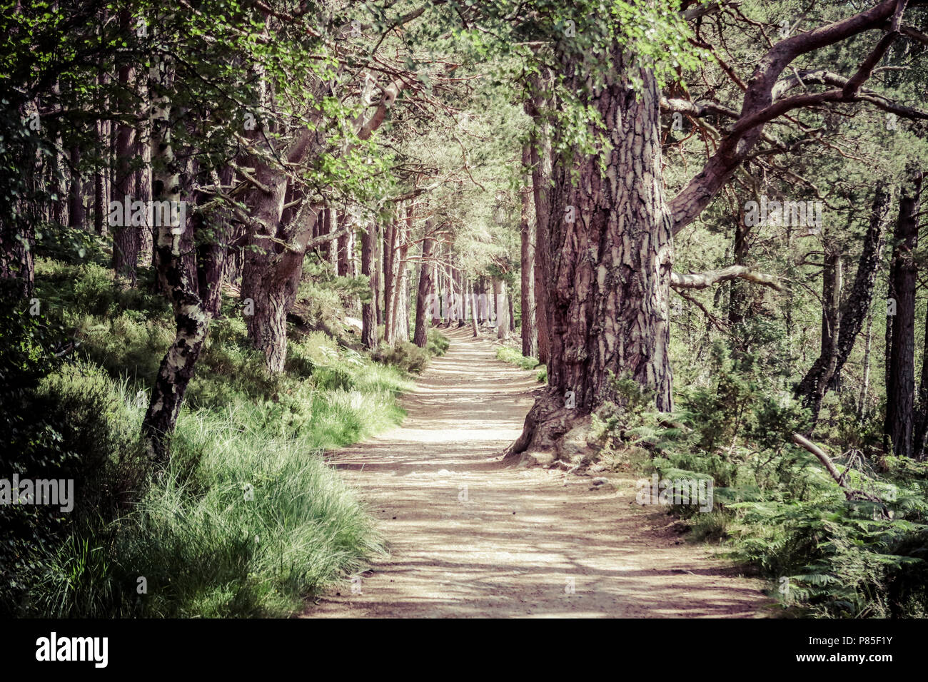 Scots pine forest hi-res stock photography and images - Alamy