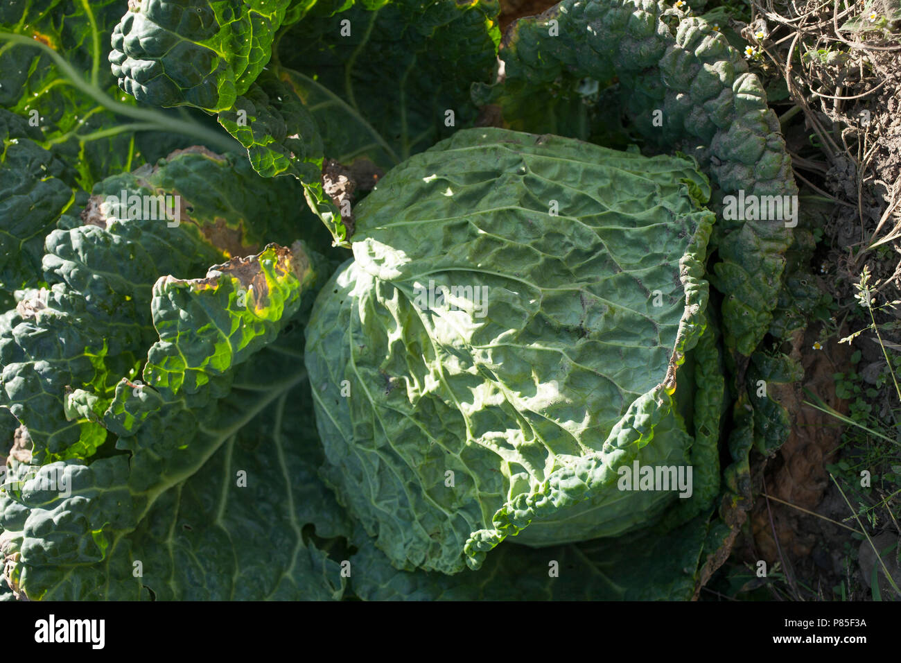 A head of cabbage growing in a garden Stock Photo - Alamy