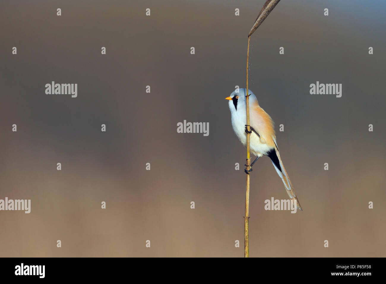 Bearded Reedling - Bartmeise - Panurus biarmicus ssp. biarmicus ...