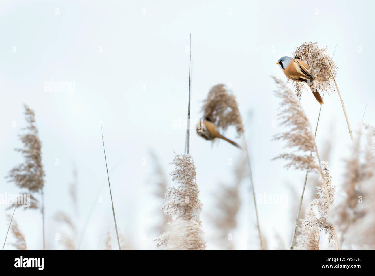 Bearded Reedling - Bartmeise - Panurus biarmicus ssp. biarmicus ...