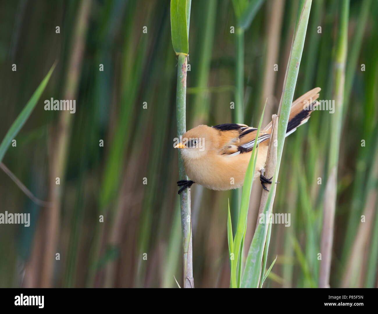 Bearded Reedling - Bartmeise - Panurus biarmicus ssp. biarmicus ...