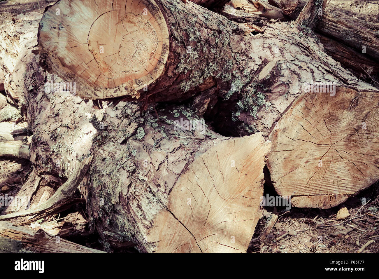 Sawn ends of tree trunks Stock Photo - Alamy