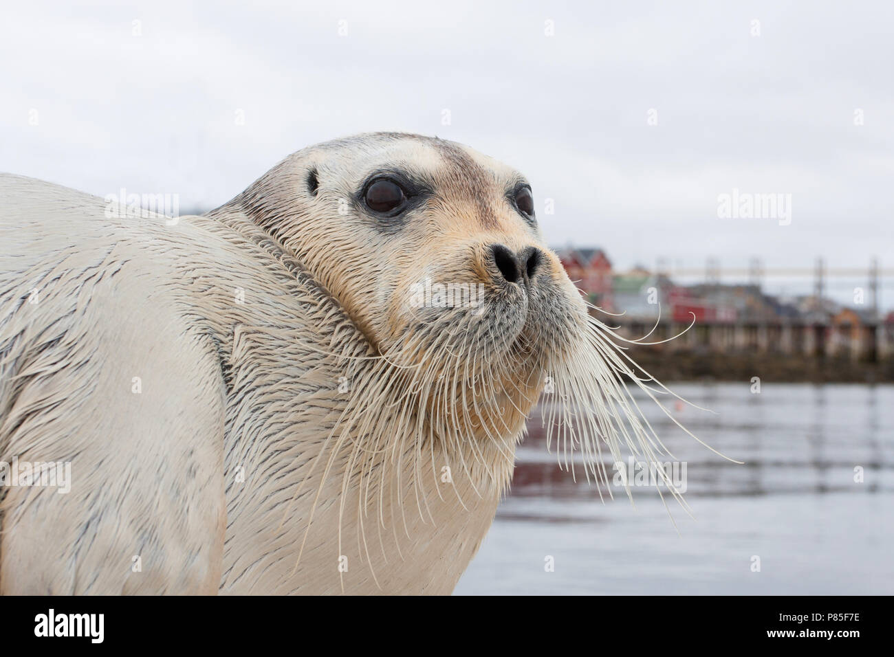 Bearded seal close up hi-res stock photography and images - Alamy