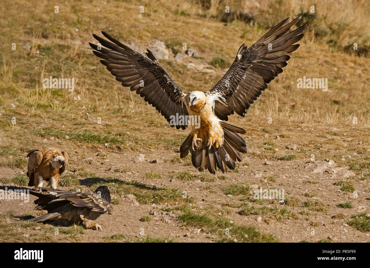 Bearded Vulture in flight, Lammergier in de vlucht Stock Photo - Alamy