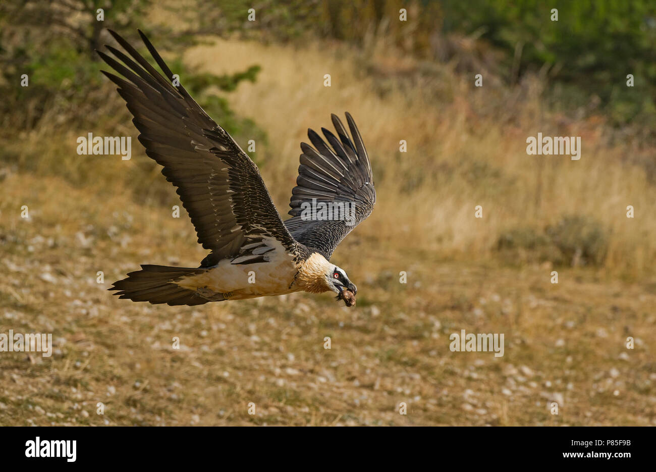 Bearded Vulture in flight, Lammergier in de vlucht Stock Photo - Alamy