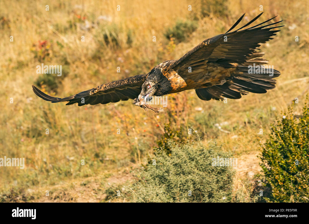 Bearded Vulture in flight, Lammergier in de vlucht Stock Photo - Alamy